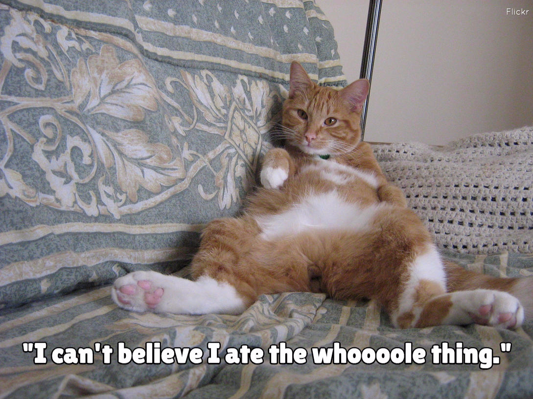 Morris Helps Cats Train Their Humans To Live A Little & Play A Little ...