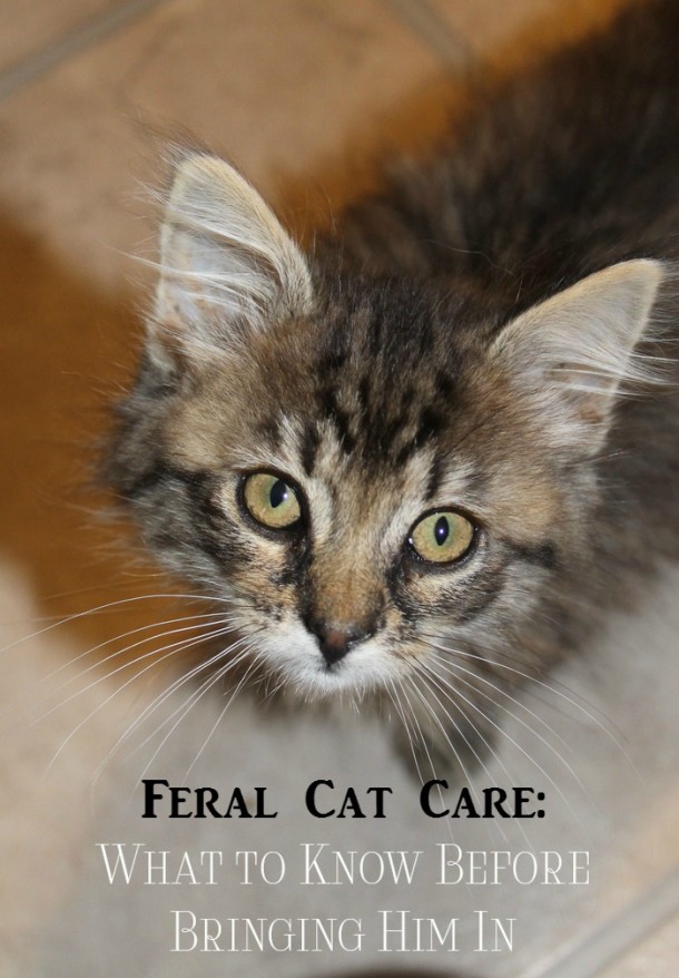 Caring For A Feral Cat: What To Know Before Bringing Him Inside ...