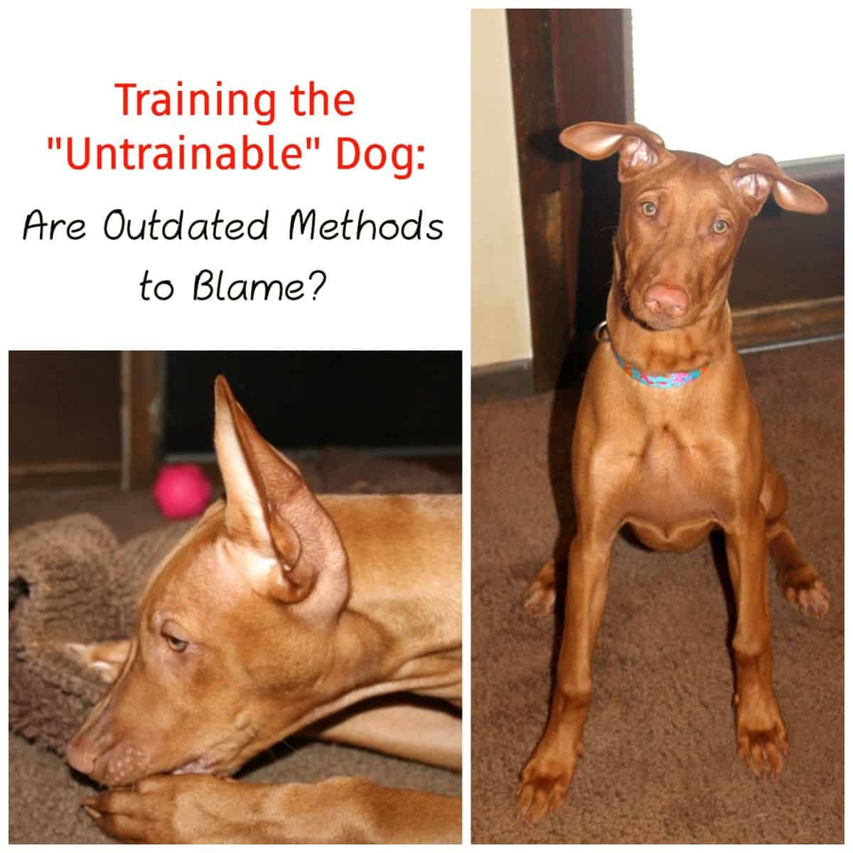 Training My "Untrainable" Dog With Tips From PawCulture! | Pretty ...