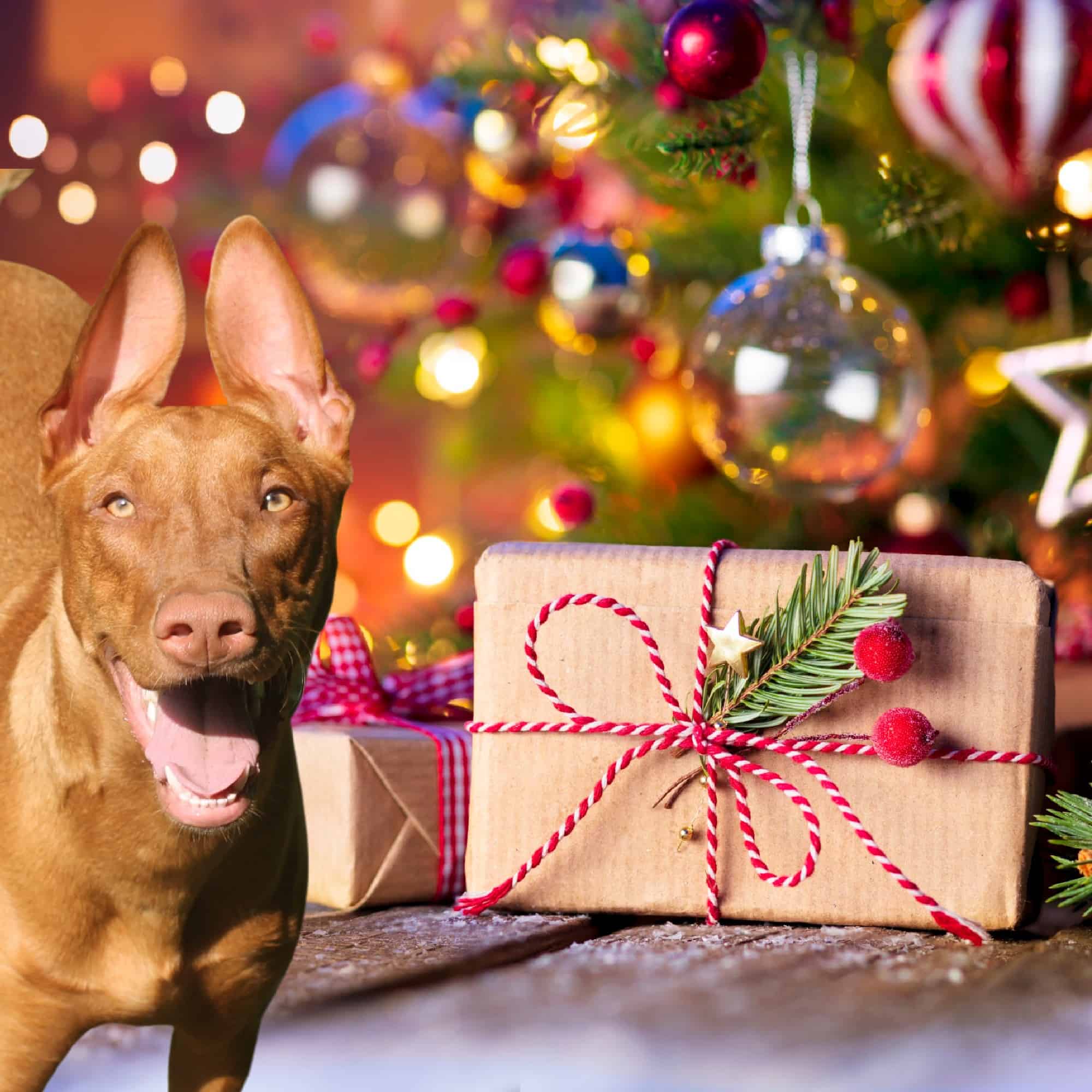 What Can I Get My Dog For Christmas What Can I Get My Dog For Christmas