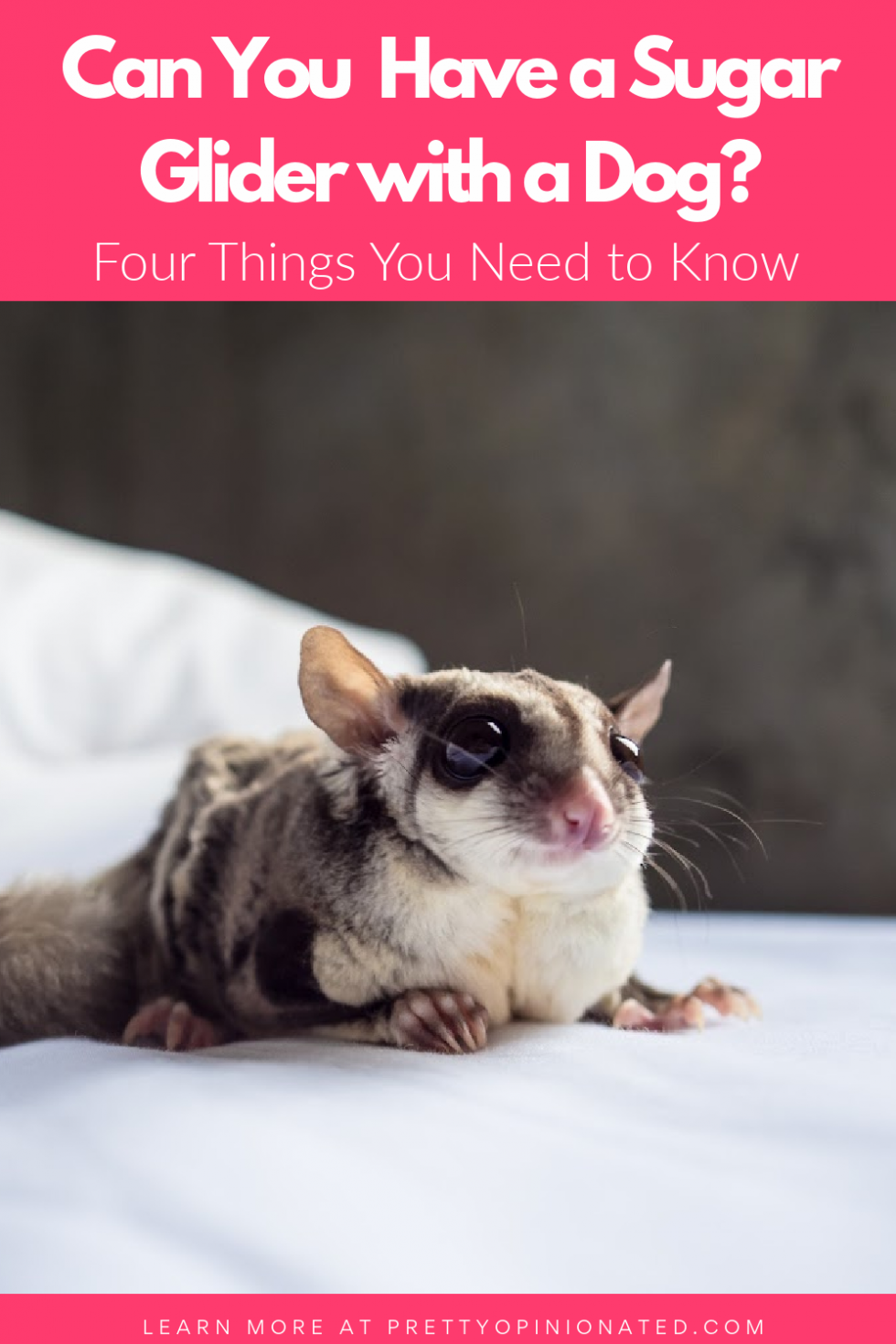 4 Things To Know BEFORE Introducing A Sugar Glider To A Dog